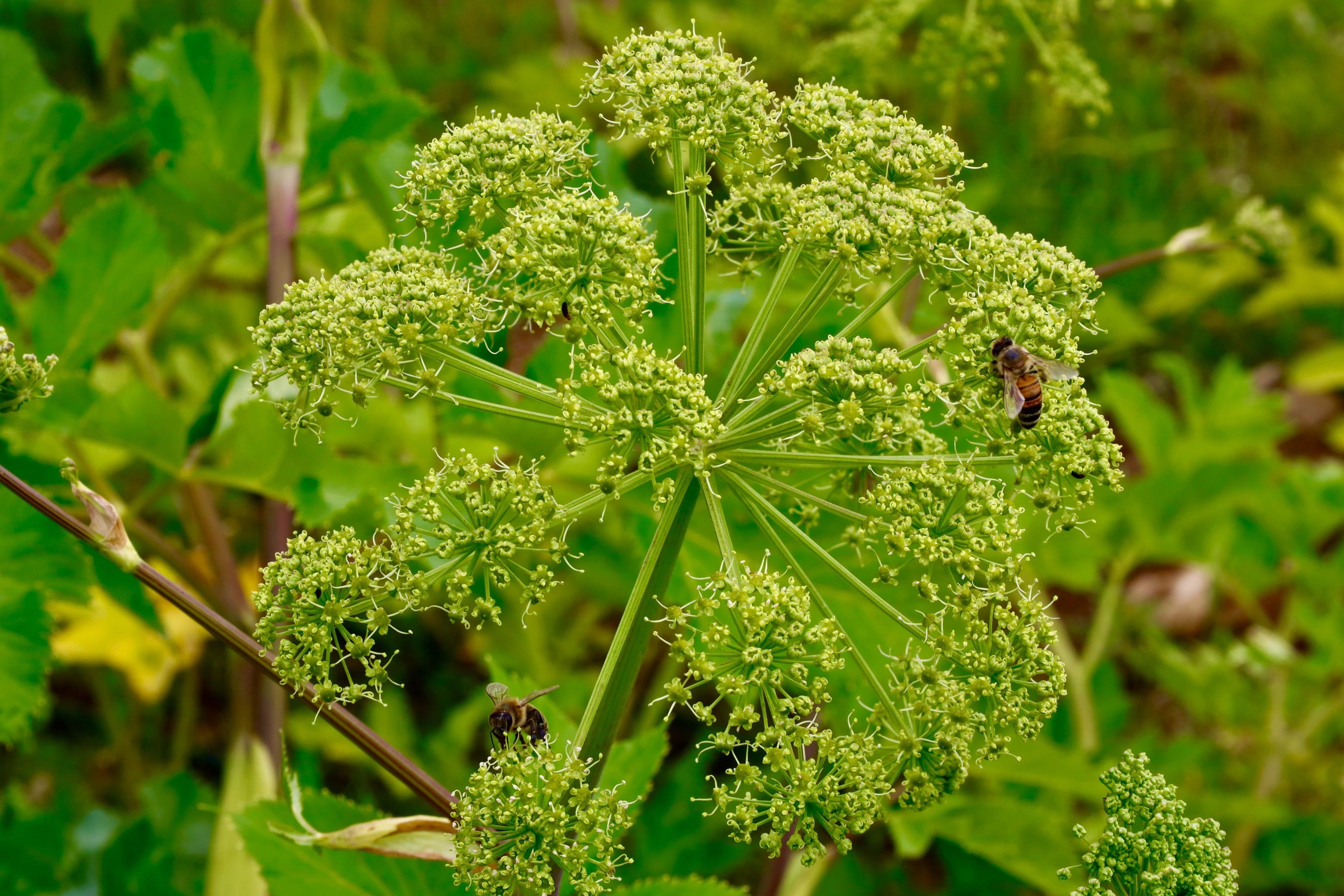 Angelica Uses in Your Garden and Apothecary - La Ferme À Ciel Sur Mer